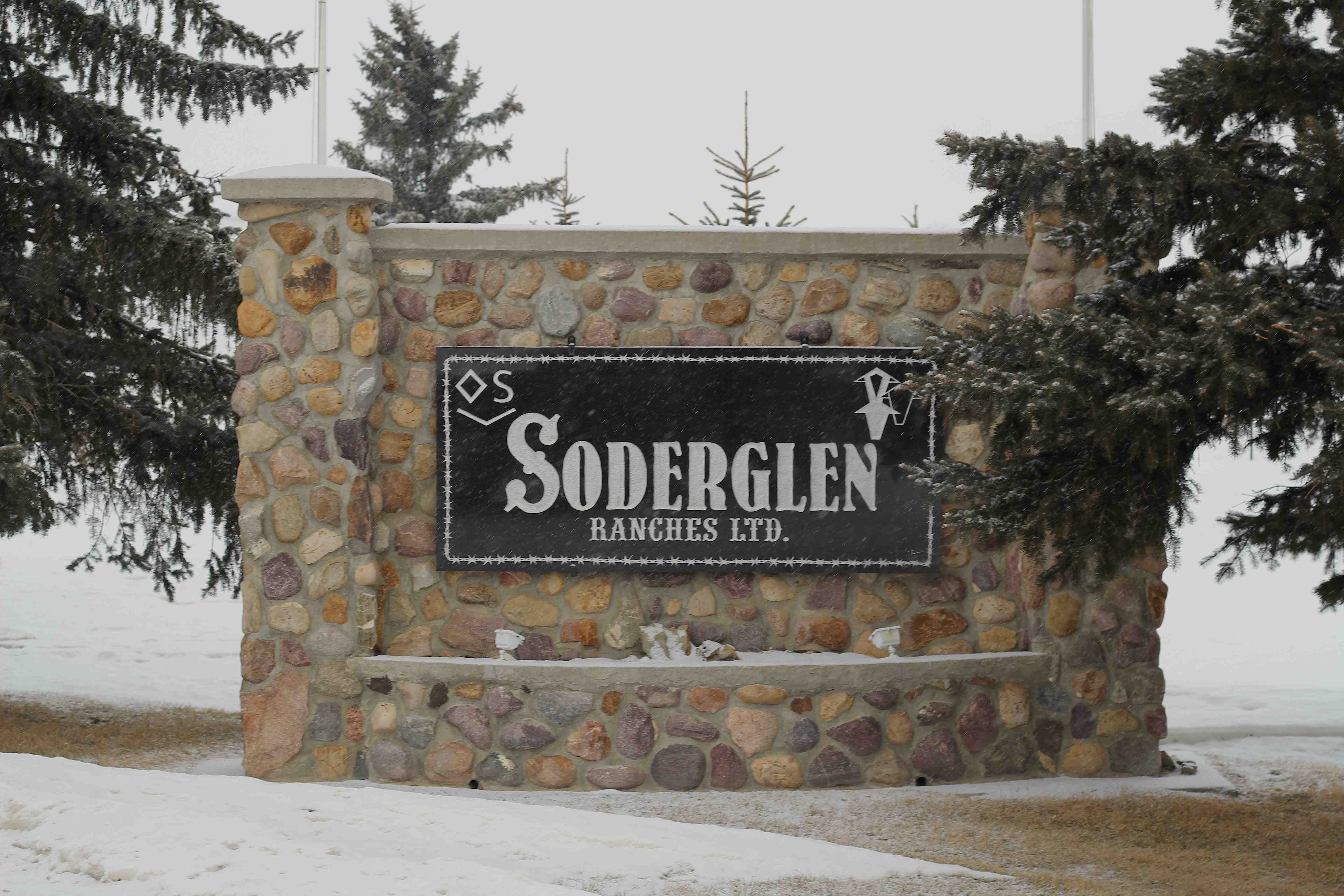 The rich history of Soderglen Ranch and its bull sale | Rural Roots Canada