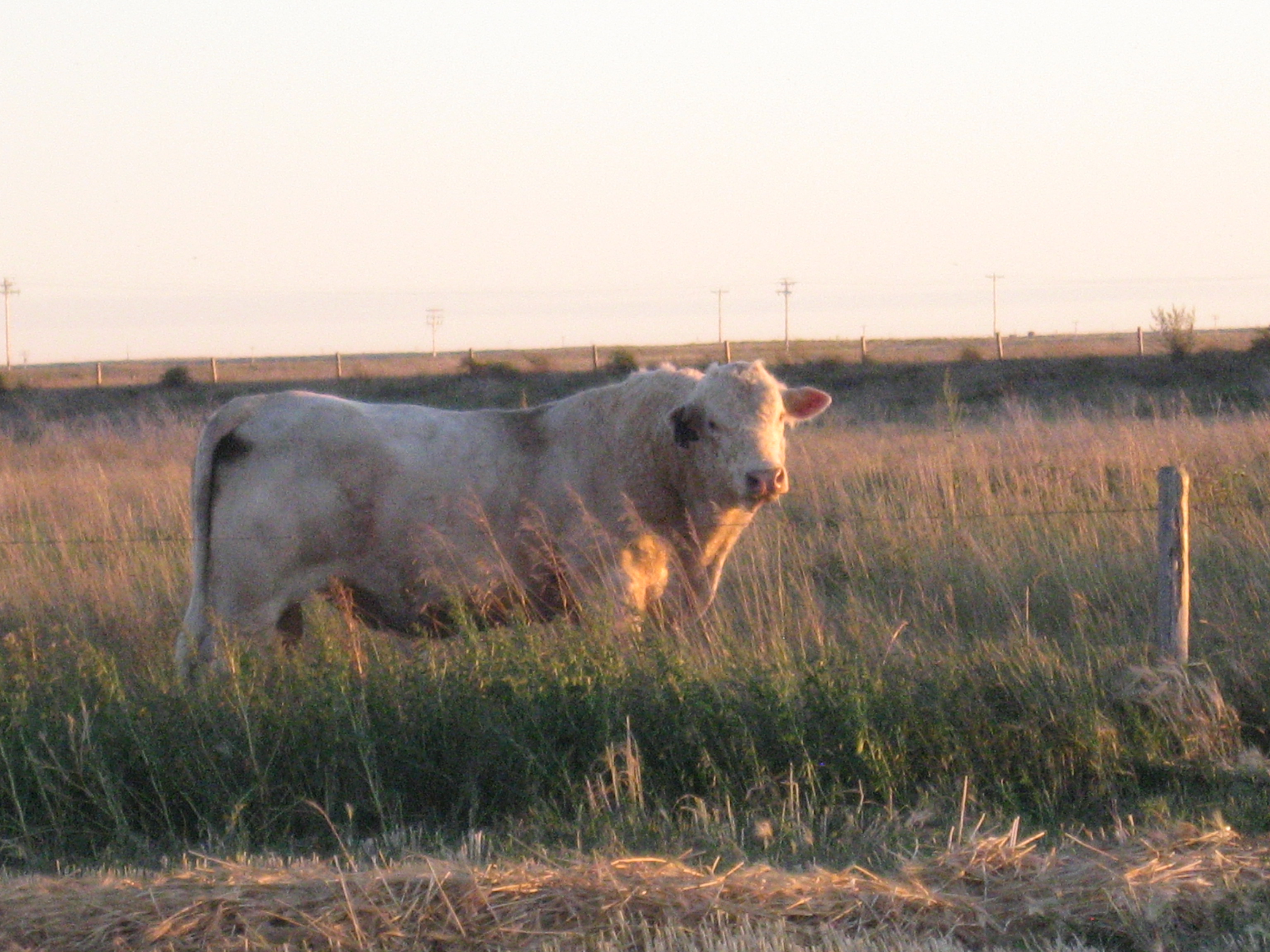 Selecting a bull that fits your herd | Rural Roots Canada