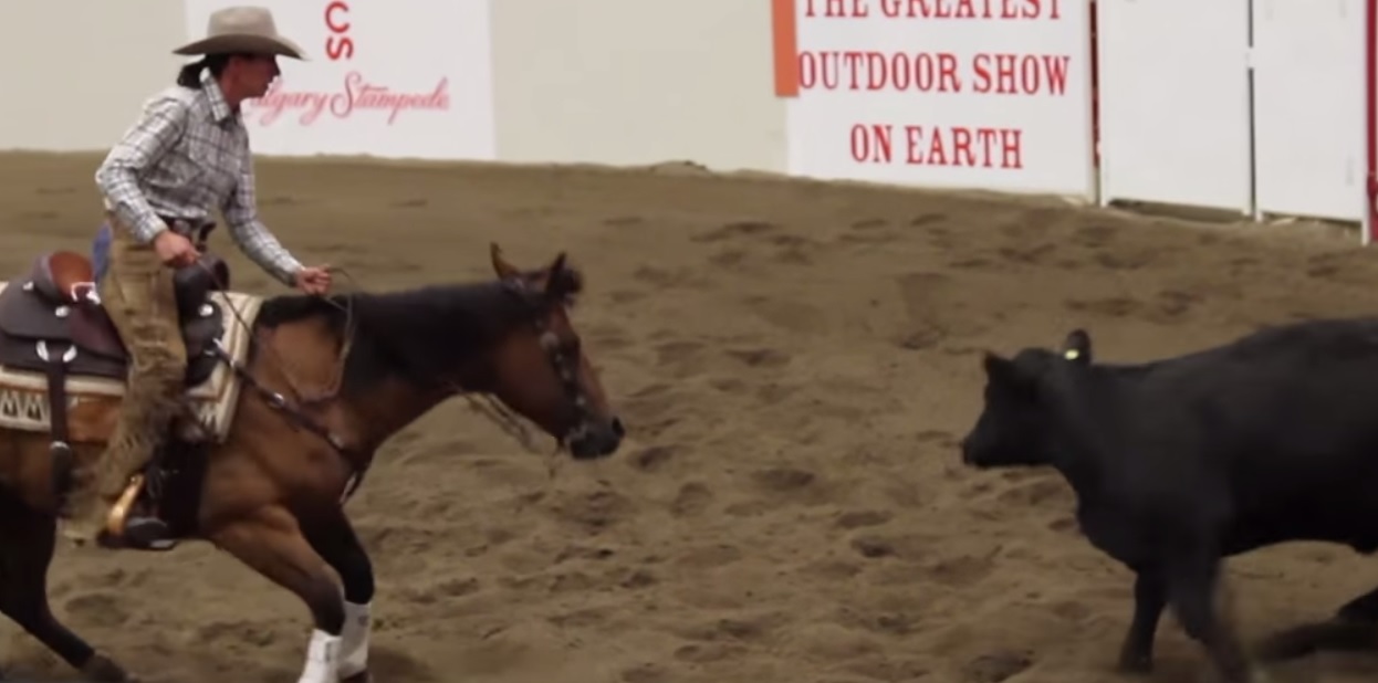 Calgary Stampede Working Cow Horse - Open Bridle Class Day 1 Highlights ...