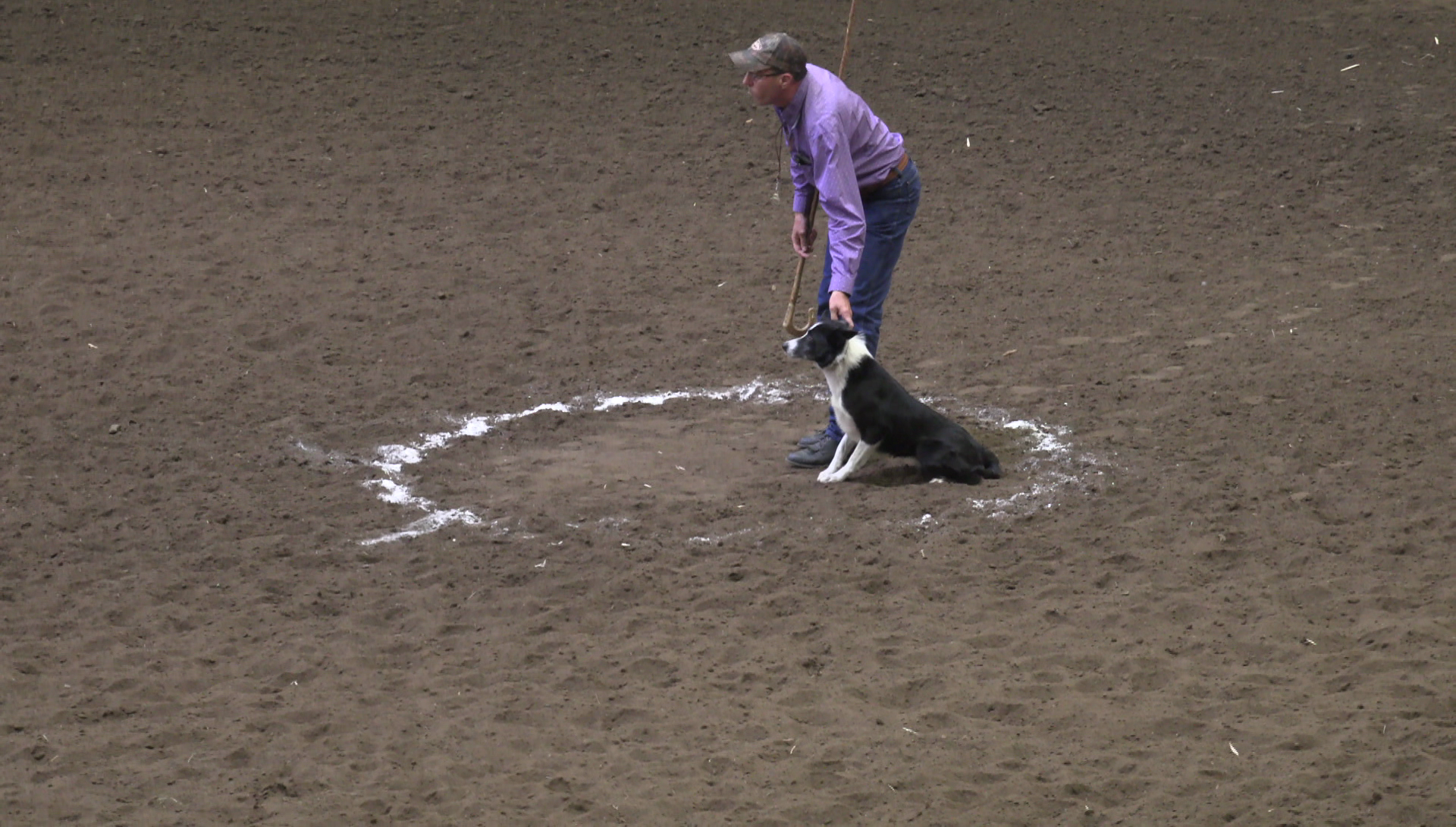 Stock Dog Champions look to build on Stampede success | Rural Roots Canada