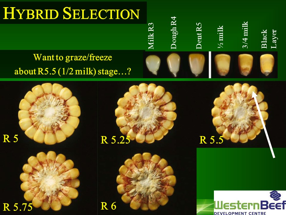 BCRC: Planting corn this spring for your cattle to graze later? Here ...