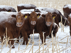 BCRC: 5 tips for grazing corn this fall and winter | Rural Roots Canada