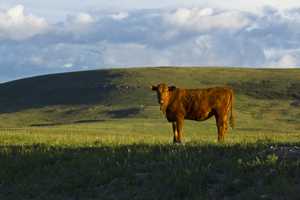 BCRC: Beef’s Place in a Healthy Environment: Infographic | Rural Roots ...