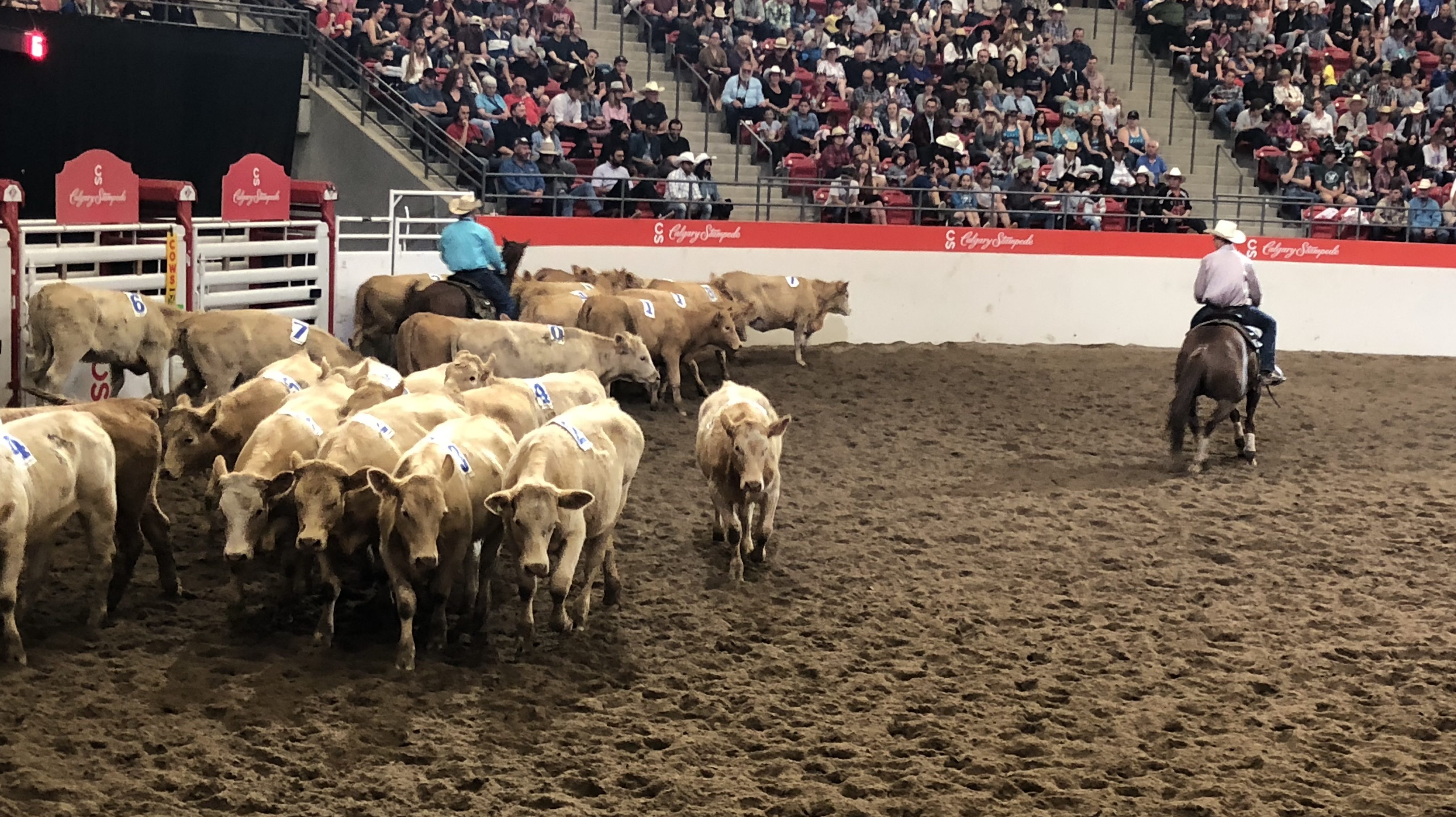 Strangers band together to win 7 Class - Team Cattle Penning title at ...