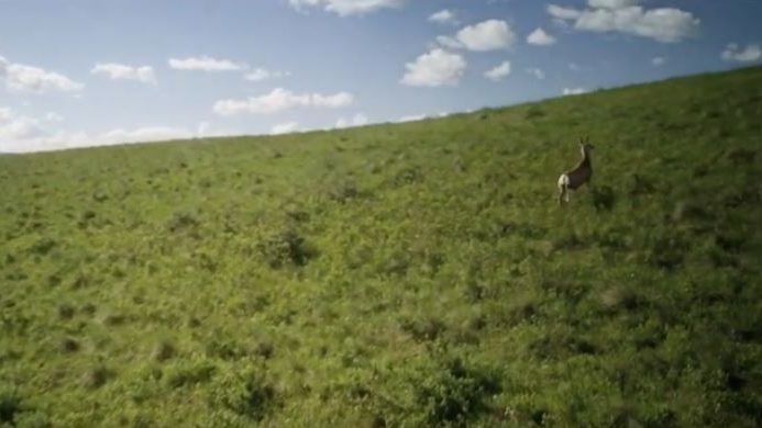 Guardians of the Grasslands set to tell cattle's role in protecting ...