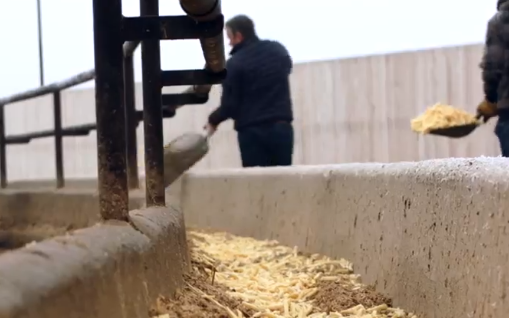 Cattle get a side of fries with their meal | Rural Roots Canada