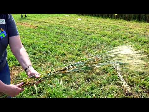Farming Smarter: Crop desiccating methods & results | Rural Roots Canada