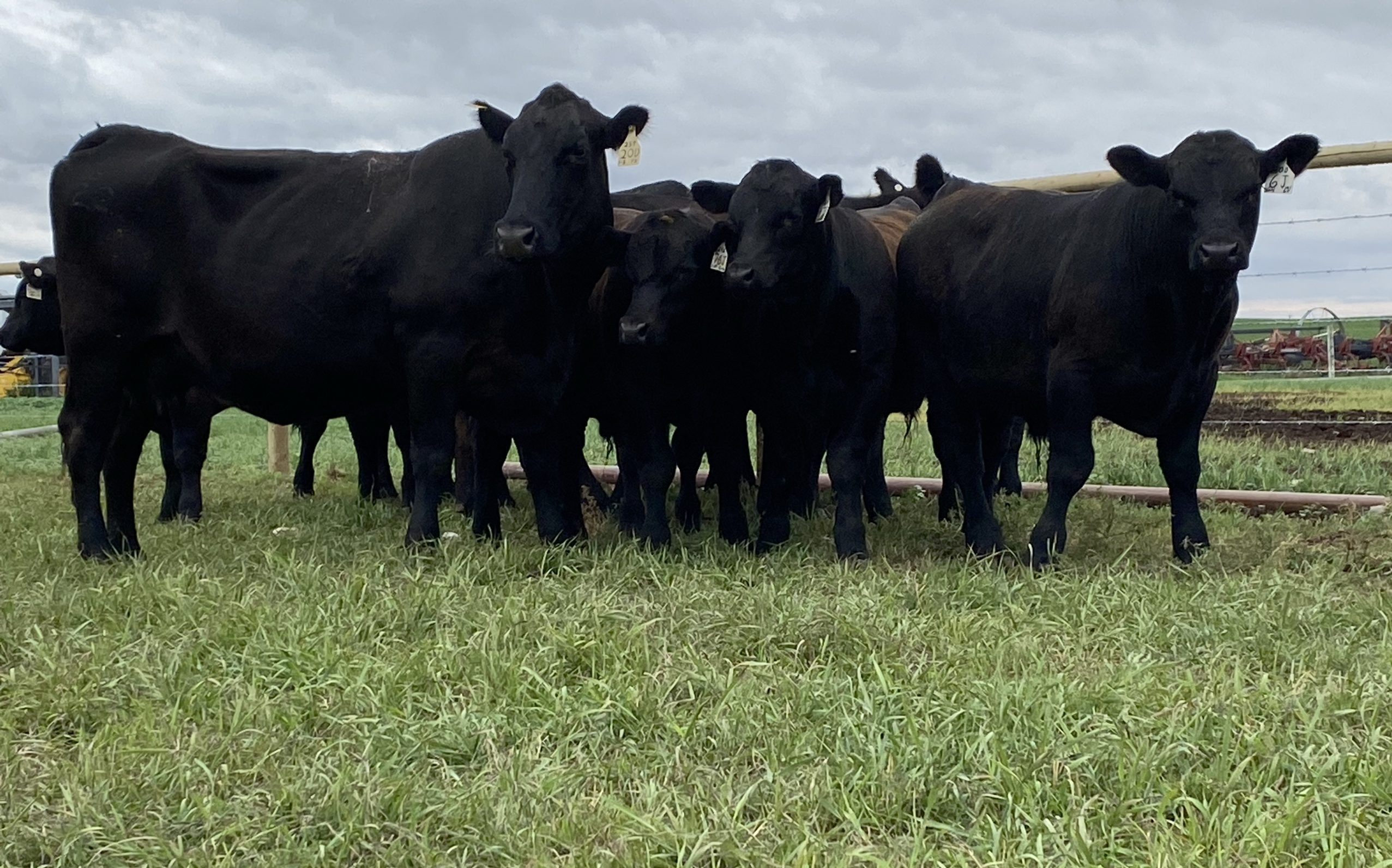 RRC Cattle Producer Profile: Cudlobe Angus & Cudlobe Angus West | Rural ...