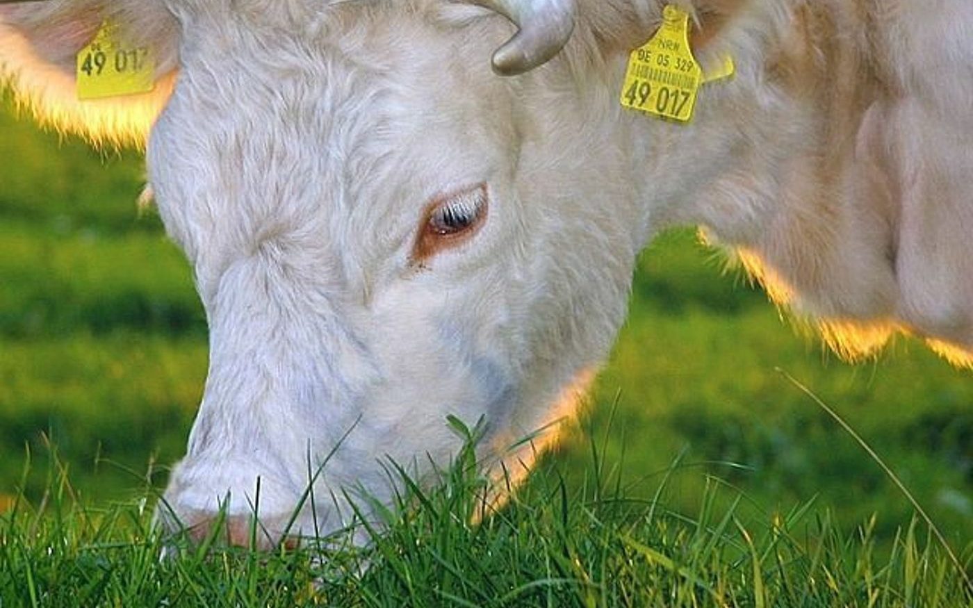 Cattle management can help Canada’s Prairie grasslands | Rural Roots Canada