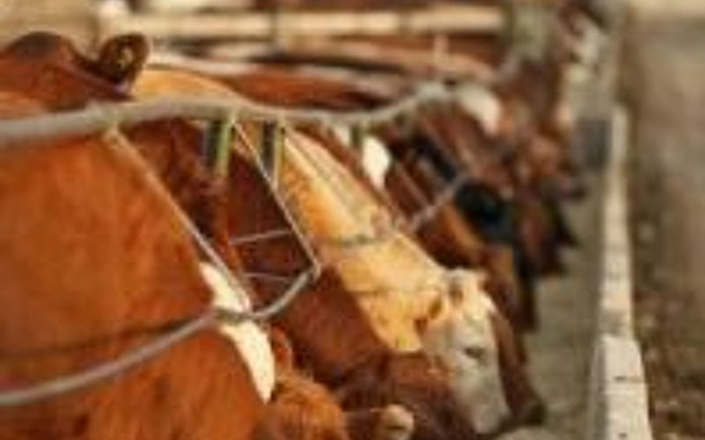 CowBytes Ration-Balancing Software Now Available Through the BCRC ...