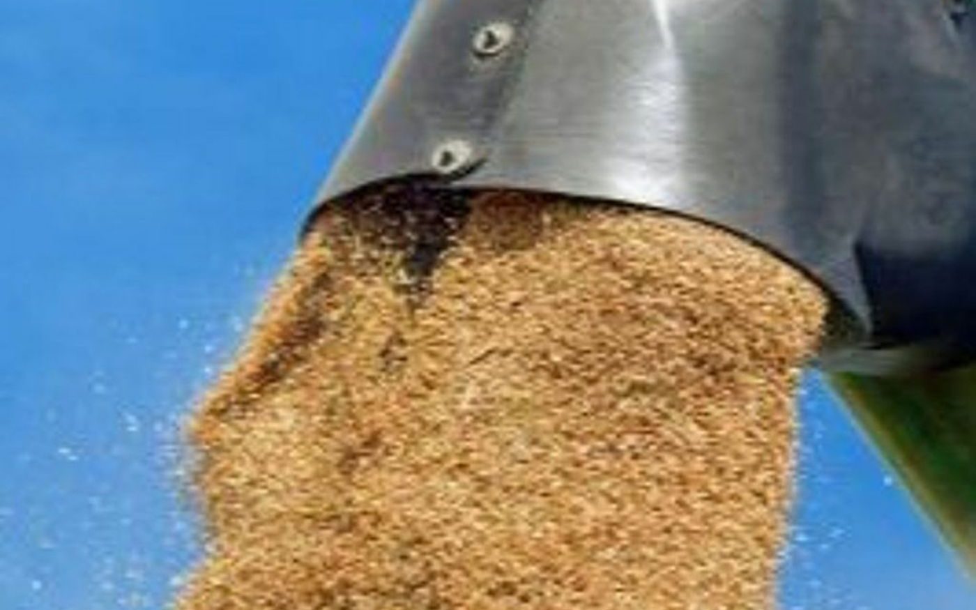 Grain Growers Invest Millions in Cereal Grain Innovation Facility ...