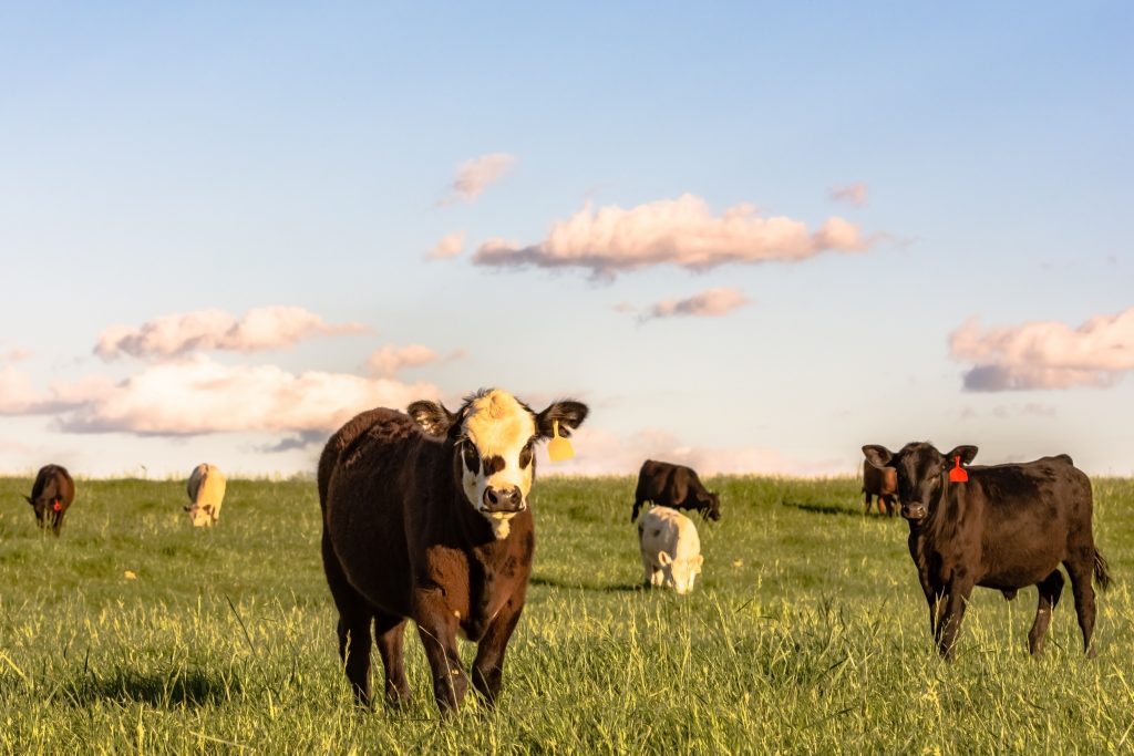 BCRC: Results of the Inaugural Canadian Cow-Calf Survey | Rural Roots ...