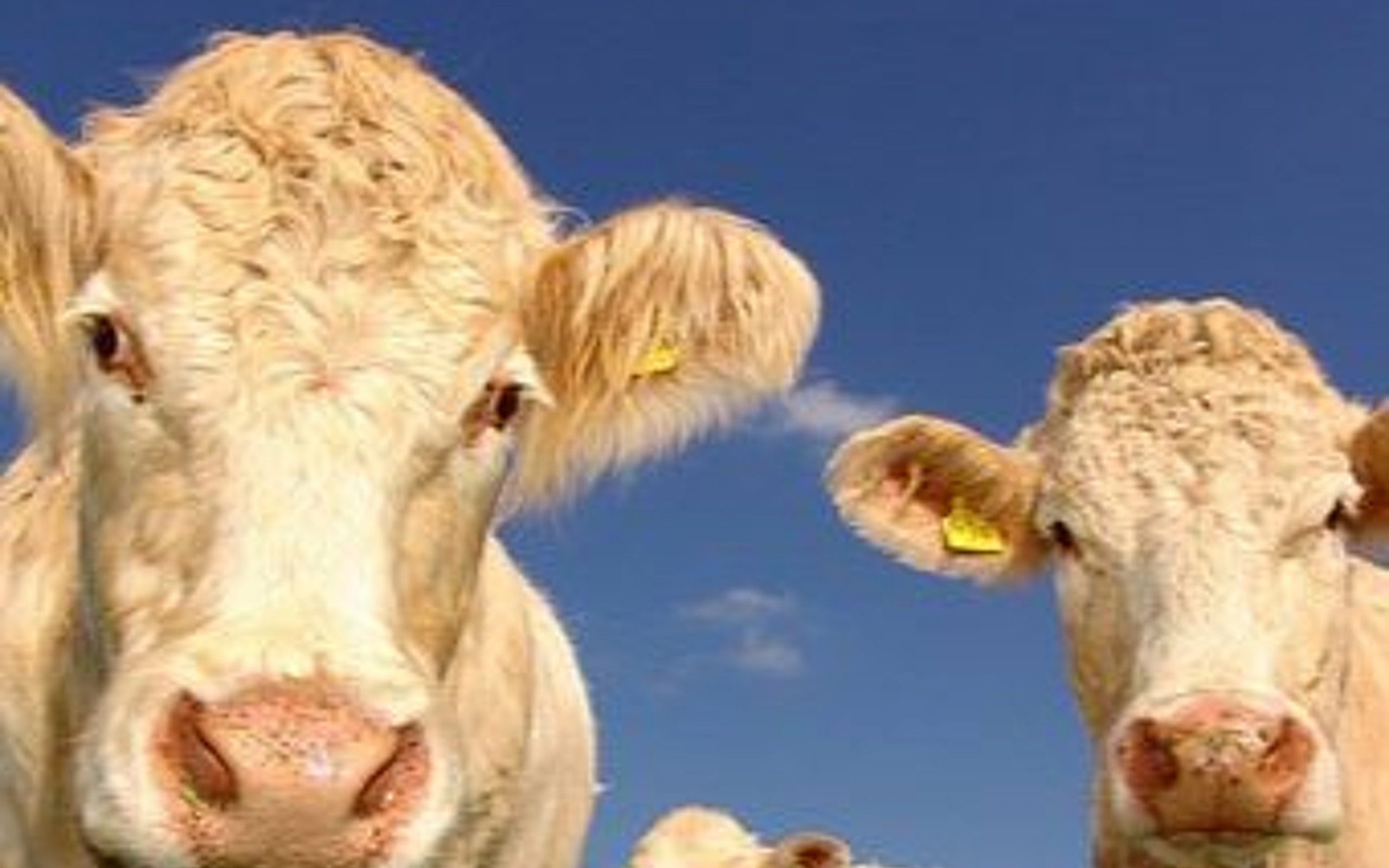 2024 Canadian Beef Industry Conference to be held in Saskatoon | Rural ...