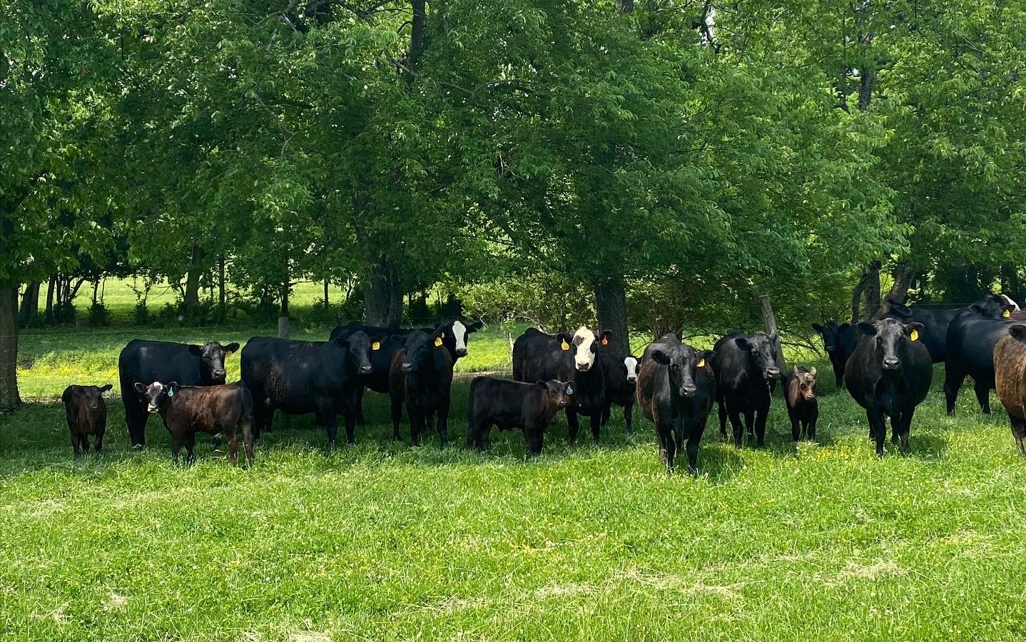 Alberta Beef Producers to Leave Canadian Cattle Association | Rural ...