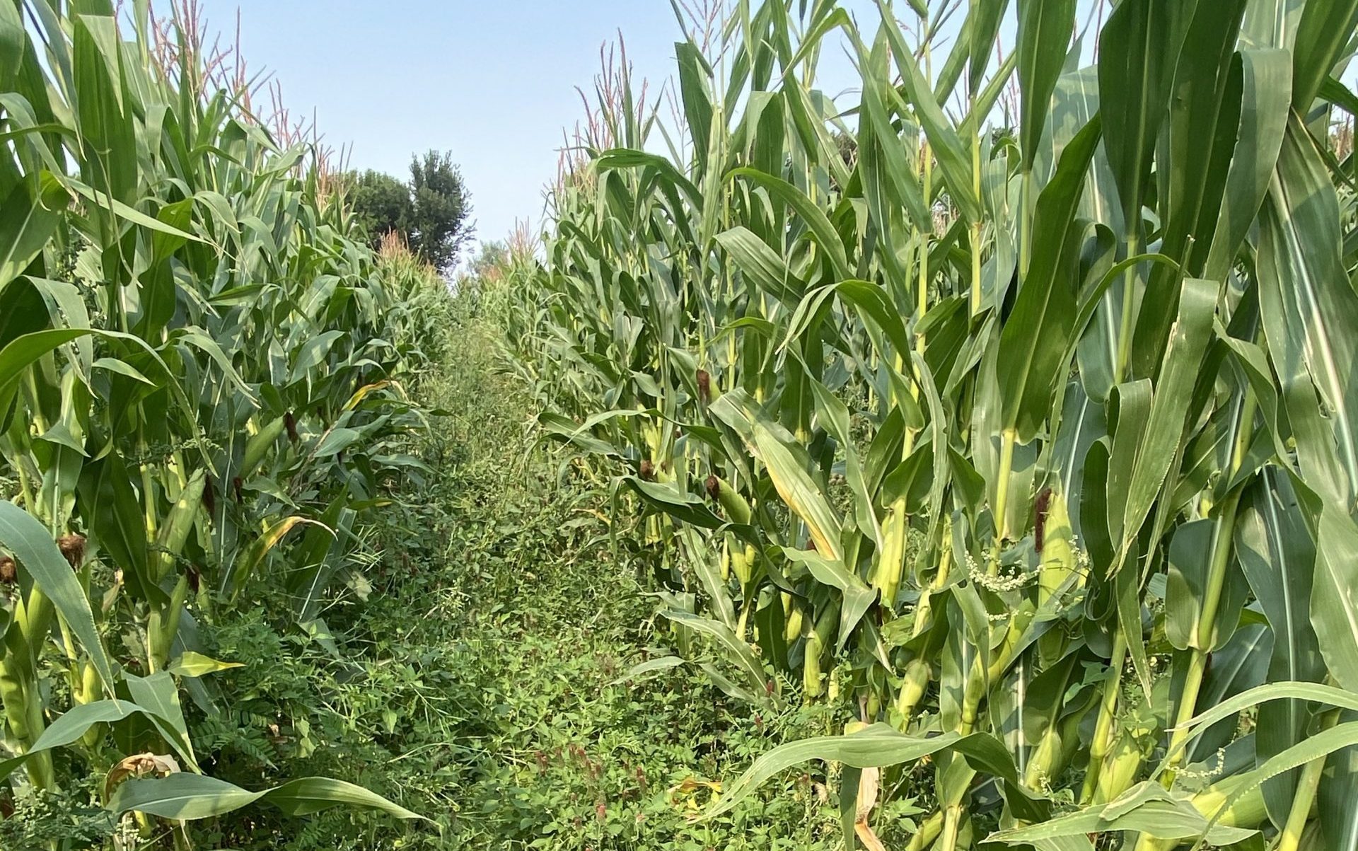 RRC Podcast Ep #5: Alberta Open Farm Days at Farming Smarter | Rural ...