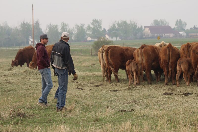 Picture Perfect: Farm Stock Images Canada looks to provide better ag ...