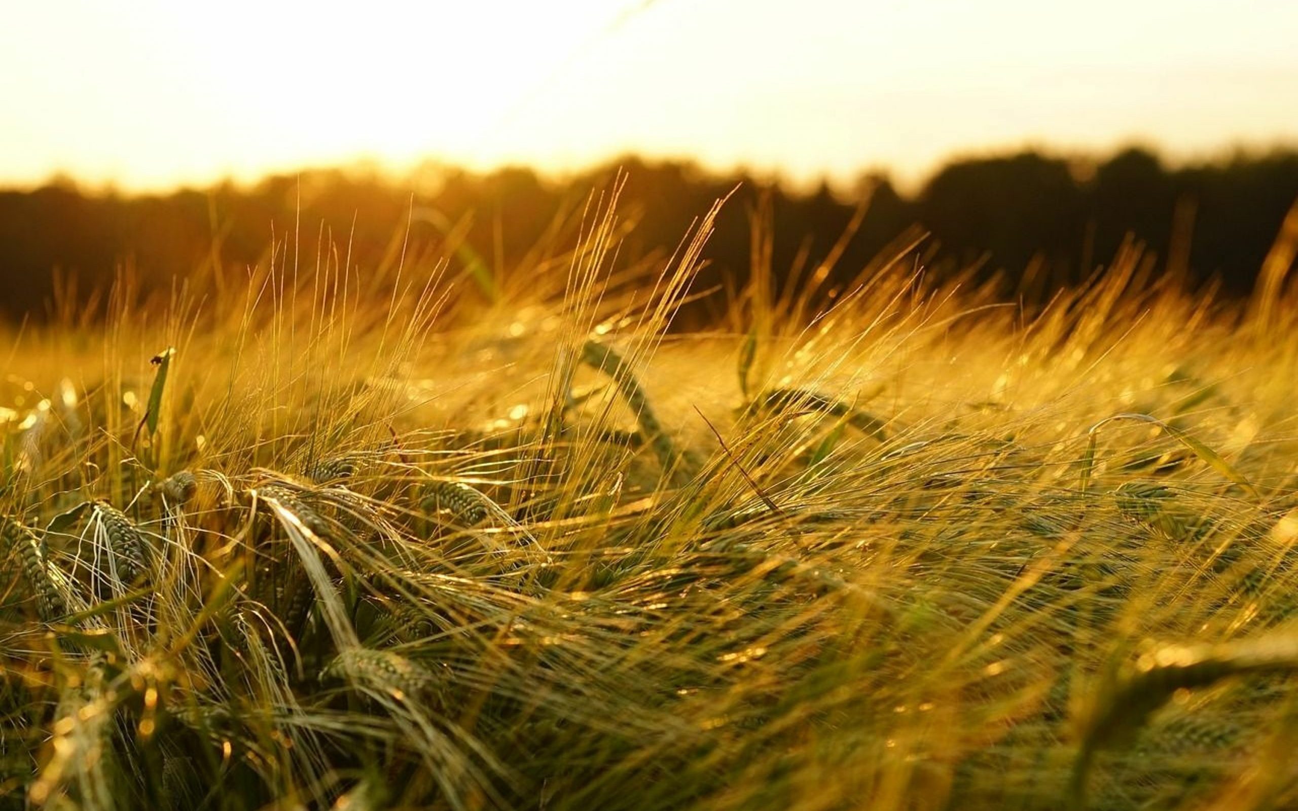 2025 Edition of Alberta Blue Book Available for Order | Rural Roots Canada