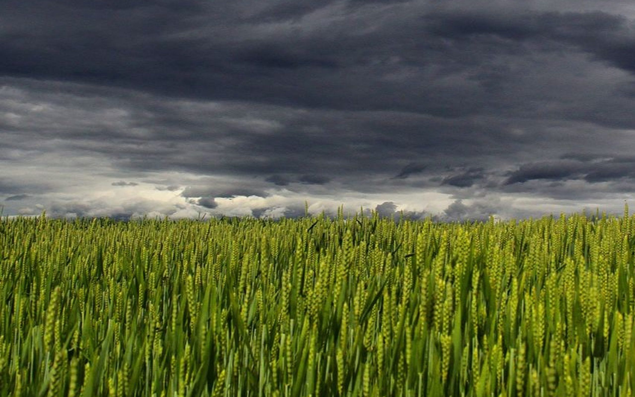 Hail Report: Golf Ball-Sized Hail Damages Crops in Saskatchewan | Rural ...