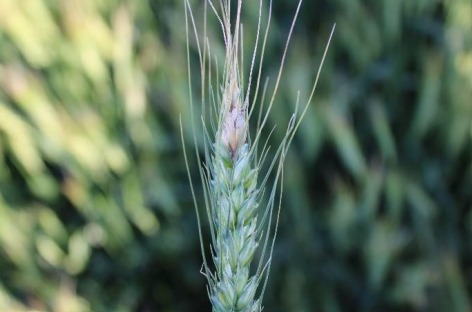 New Fusarium Head Blight Mapping Tool Now Available to Prairie Farmers ...