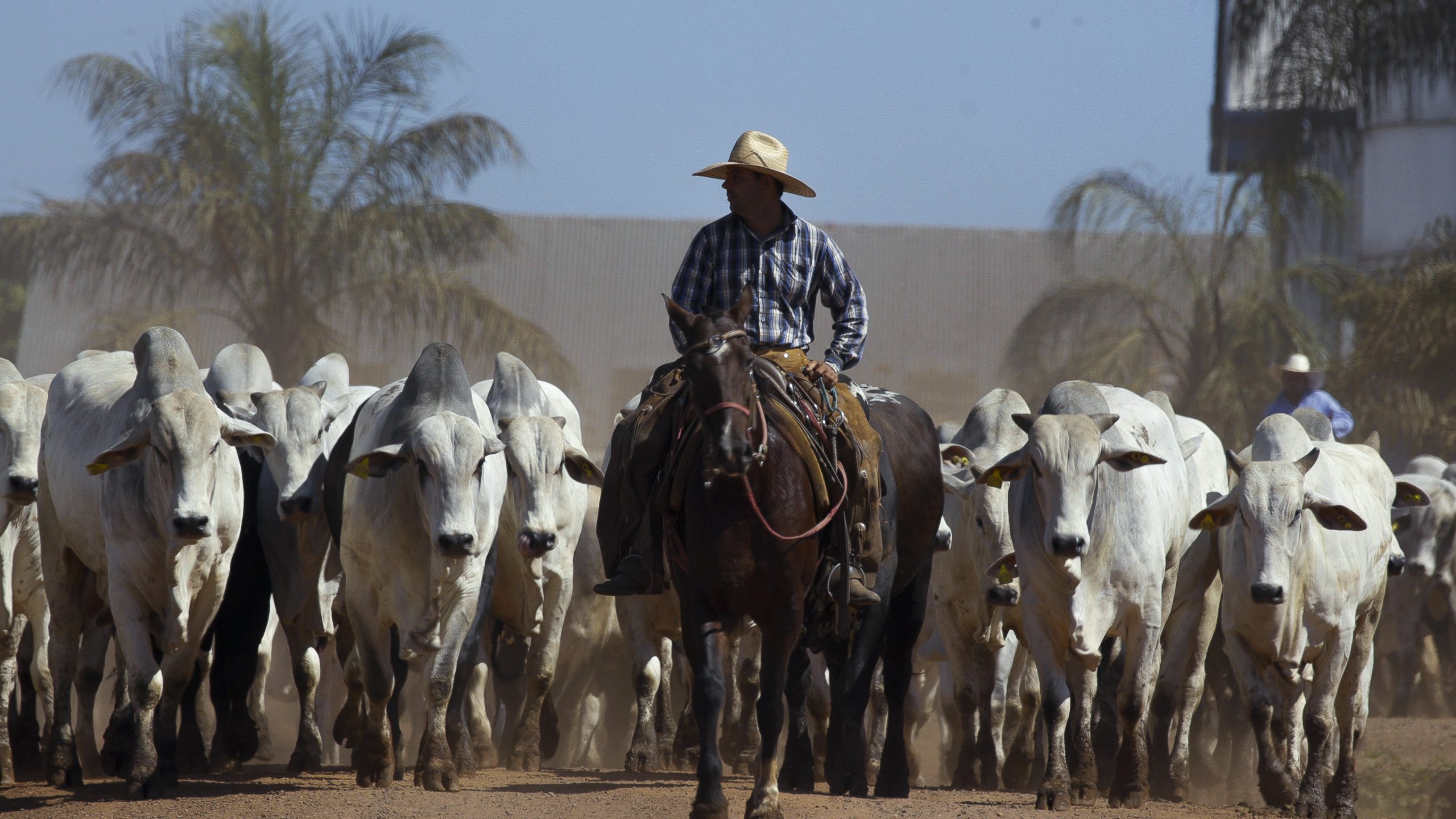 Exploring a World Without Cows: A New Documentary Offers Insight into ...