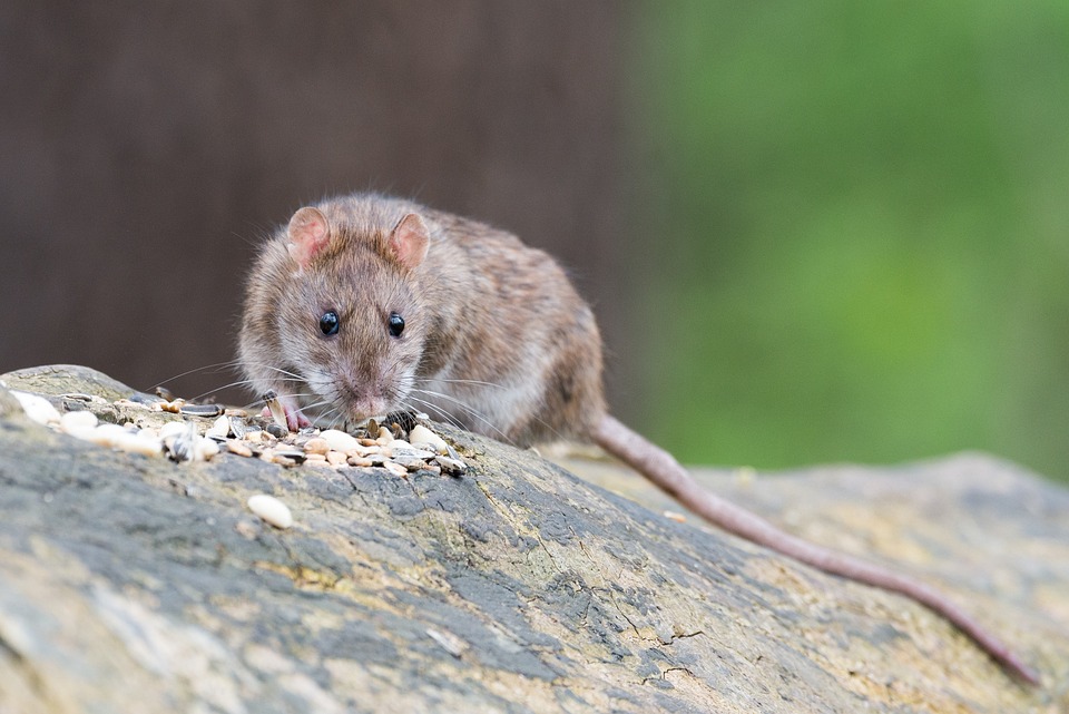 Ratting on Rats! Alberta pushes to remain rat-free jurisdiction | Rural ...