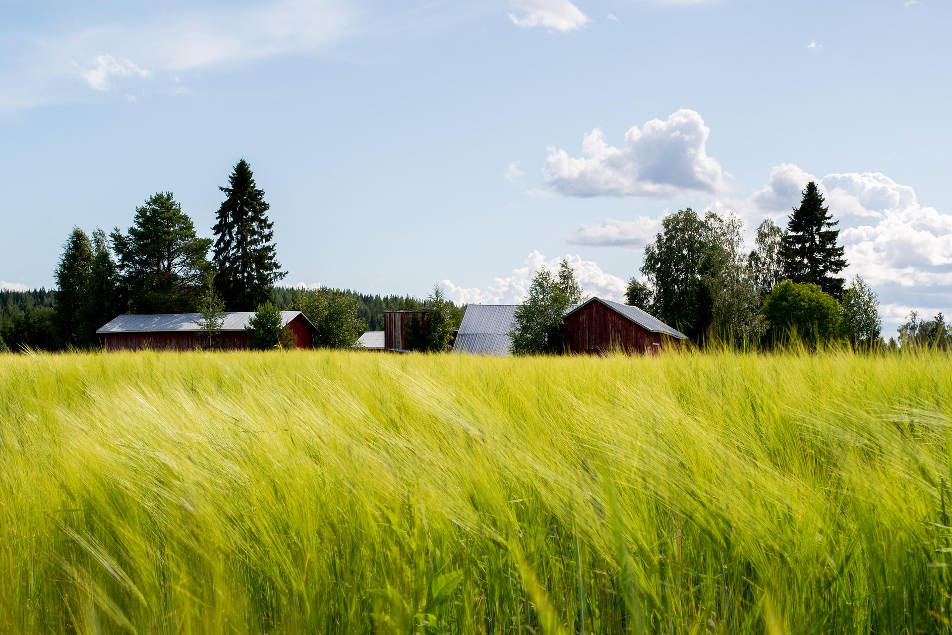 Revolutionizing Weed Management: Alberta Farmer Embraces Cutting-Edge ...