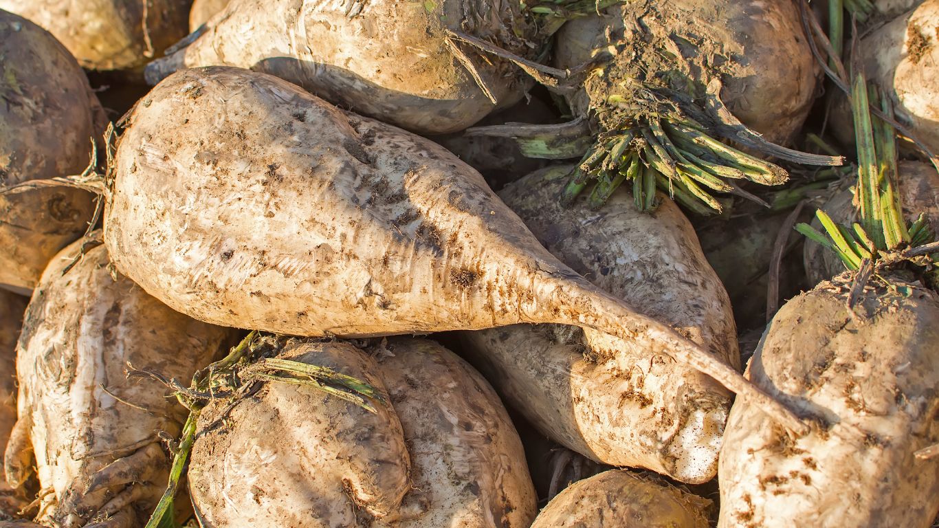 Exploring New Storage Methods for Sugar Beets in Southern Alberta ...