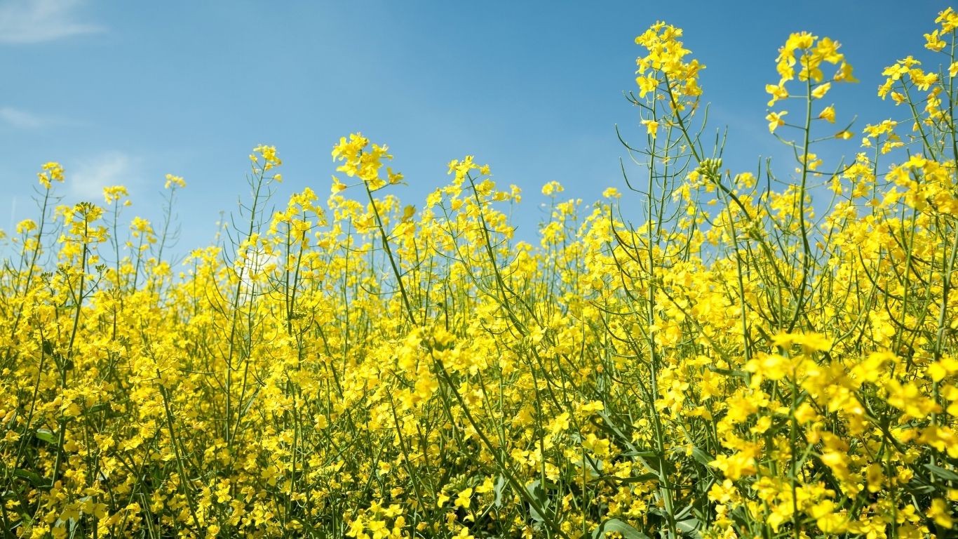 Strong Yields, Trade Pressures Define 2025 for Canola Growers | Rural ...