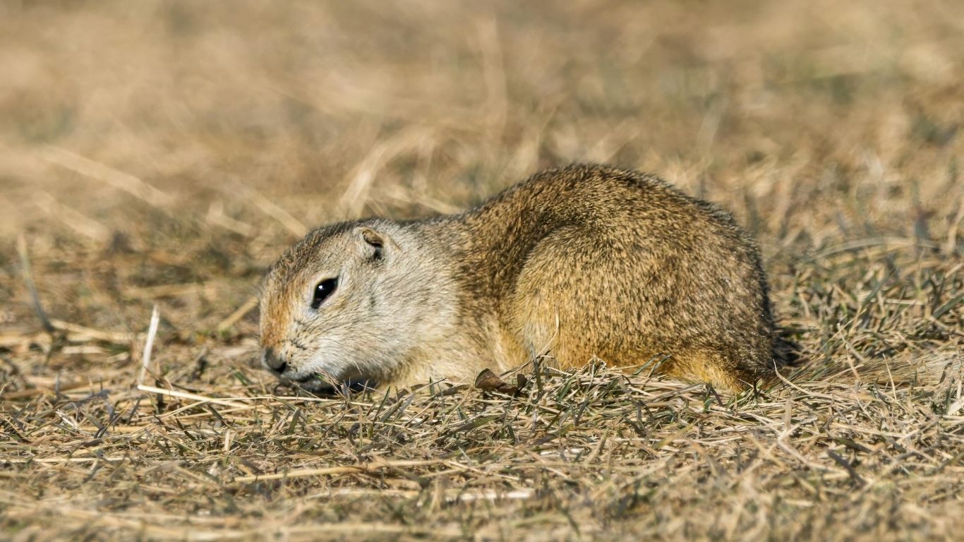 Ground Squirrel Population Boom Has Alberta Calling for Return of ...