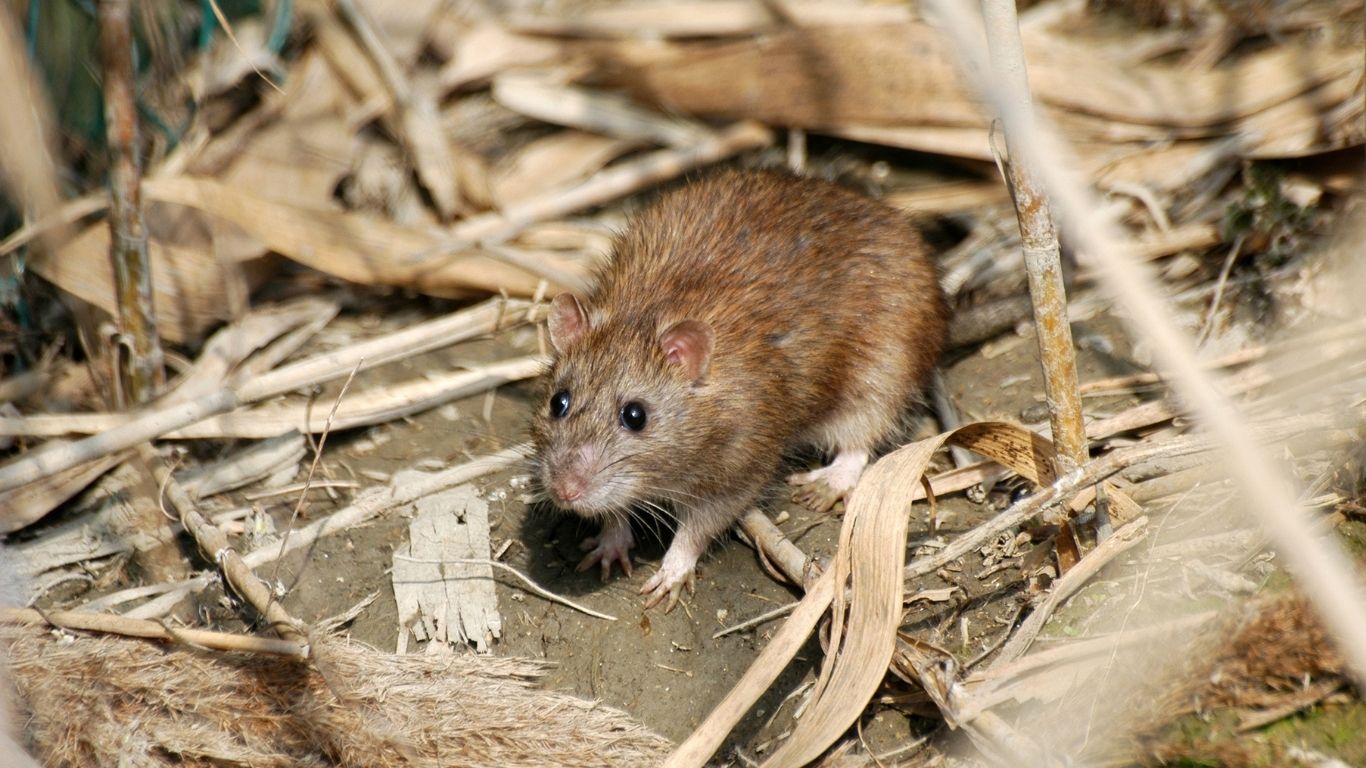 Alberta Marks 75 Years of Being Rat-Free | Rural Roots Canada