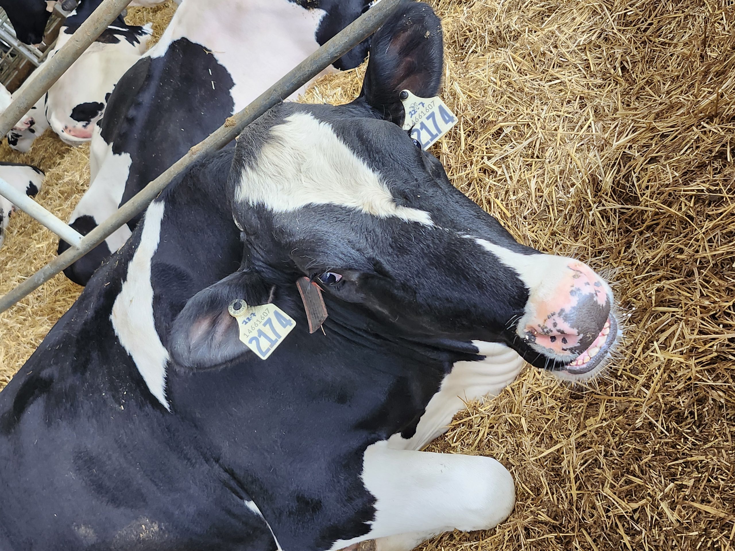 Farmgate Milk Prices Set to Rise in 2026 | Rural Roots Canada
