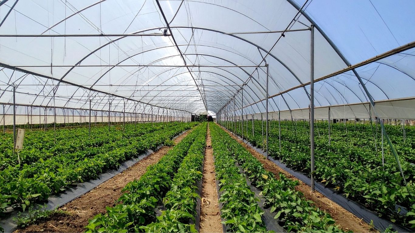New Funding Aims to Expand Greenhouse and Vertical Farming Industries ...
