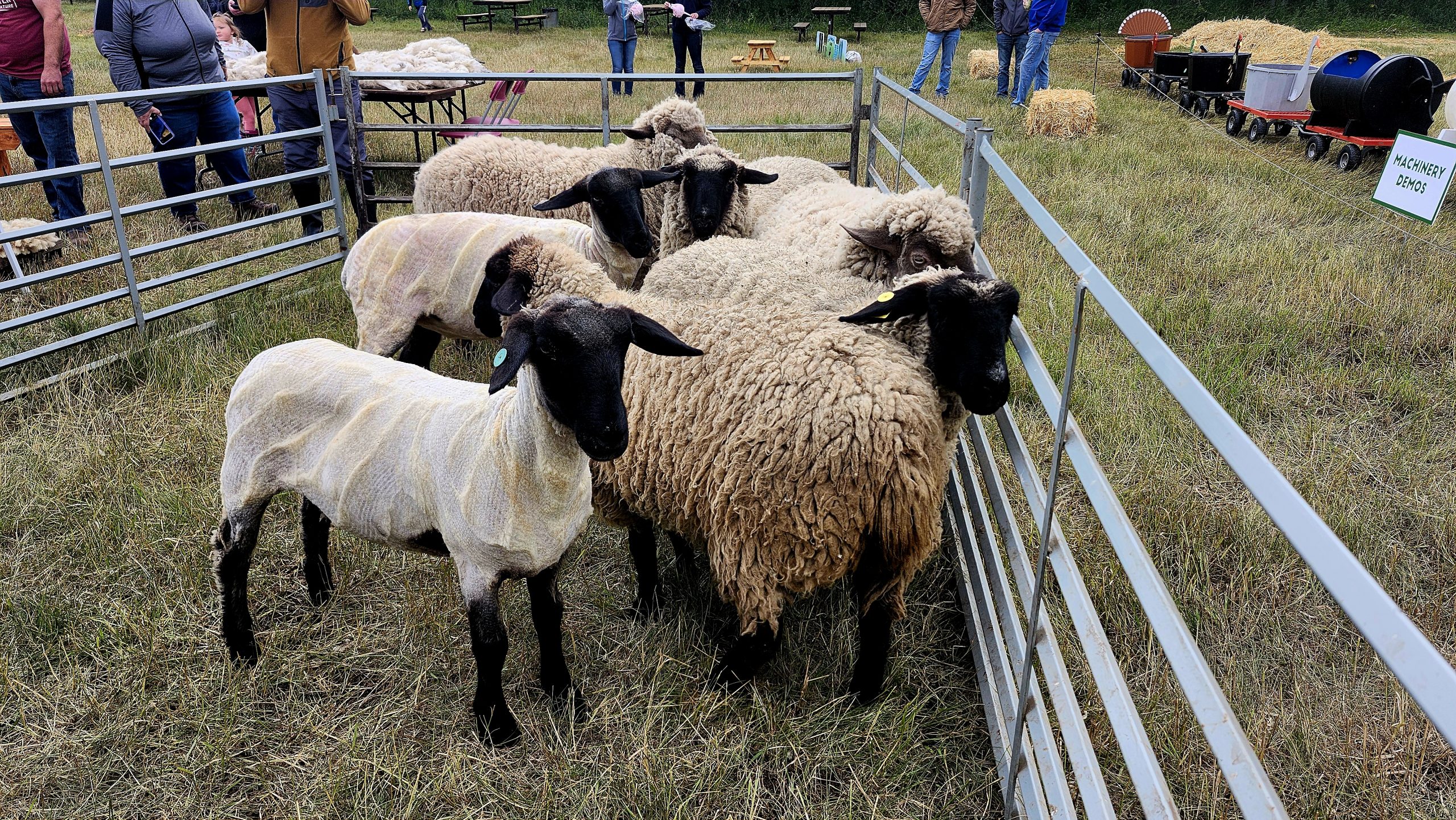 Record-Setting Year for Alberta Open Farm Days in 2025 | Rural Roots Canada
