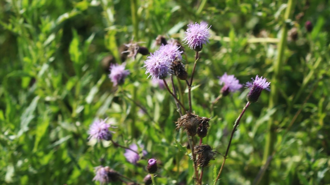 Canada thistle tops Alberta’s 2025 invasive species list