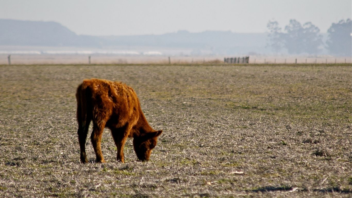 BC Cattlemen’s Association raises the alarm over drought | Rural Roots ...